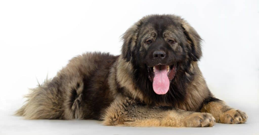 Russian Bear Dog Animal Facts - Canis lupus familiaris - A-Z Animals
