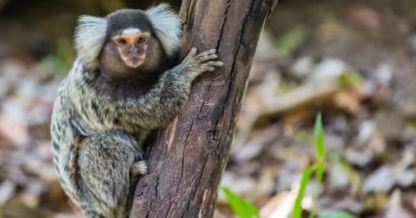 Do Marmoset Monkeys Make Good Pets? - A-Z Animals