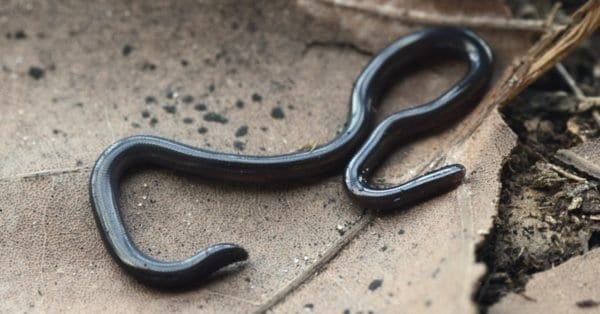 The 10 Smallest Snakes in the World (Some Look Like Tiny Worms!) - A-Z ...