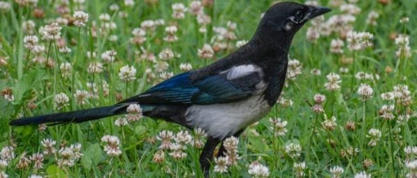 Wildlife in South Korea - Types of Korean Animals - A-Z Animals