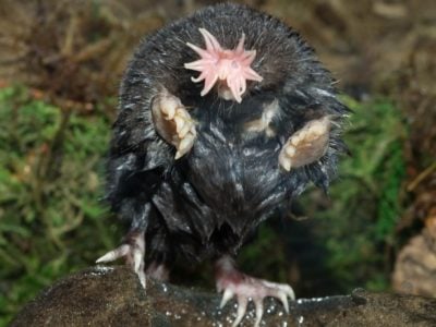 Star-nosed mole Animal Facts | Condylura cristata | AZ Animals