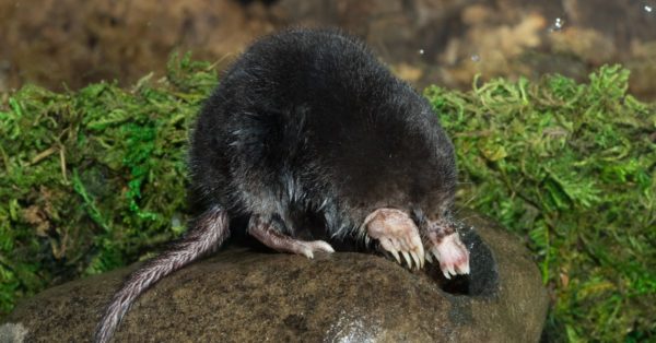 10 Interesting Facts About Moles - A-Z Animals