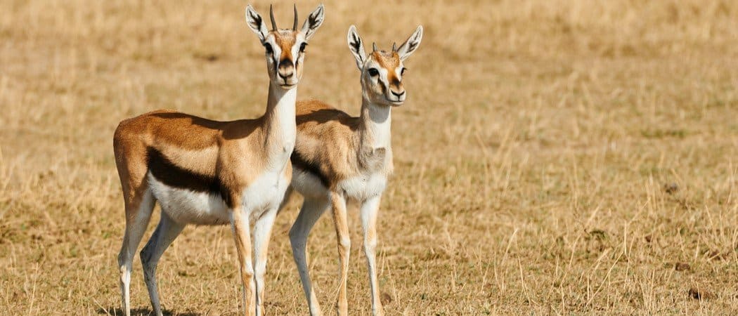 Wildlife in Swaziland - Types of Swaziland Animals - A-Z Animals