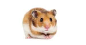 10 Essential Facts About Syrian Hamsters - A-Z Animals