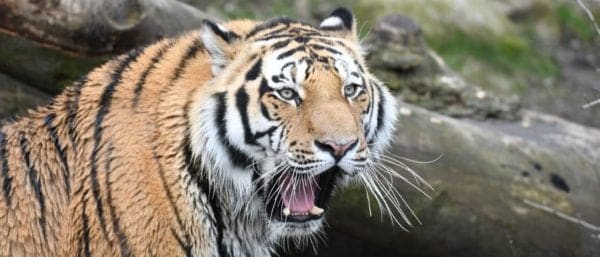 Siberian Tiger Animal Facts - Panthera Tigris Altaica - A-Z Animals
