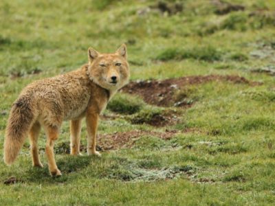 Tibetan Fox Animal Facts | Vulpes ferrilata | AZ Animals