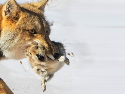 Tibetan Fox Animal Facts | Vulpes ferrilata | AZ Animals
