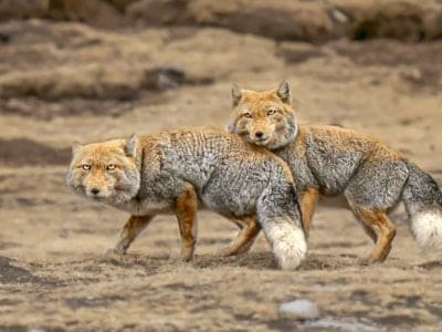 Tibetan Fox Animal Facts | Vulpes ferrilata | AZ Animals