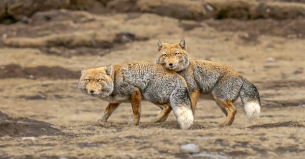 Tibetan Fox Animal Facts - Vulpes ferrilata - A-Z Animals