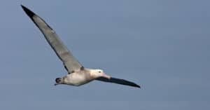 Albatross Wingspan and Size: How Big Are They? - A-Z Animals