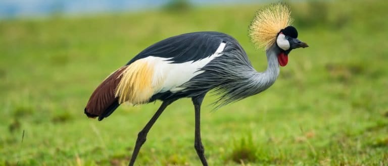 Wildlife in Uganda - Types of Ugandan Animals - A-Z Animals