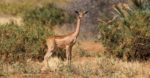 What Do Gazelles Eat? 8 Staples of Their Diet - A-Z Animals