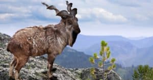 Markhor Animal Facts - Capra falconeri - A-Z Animals
