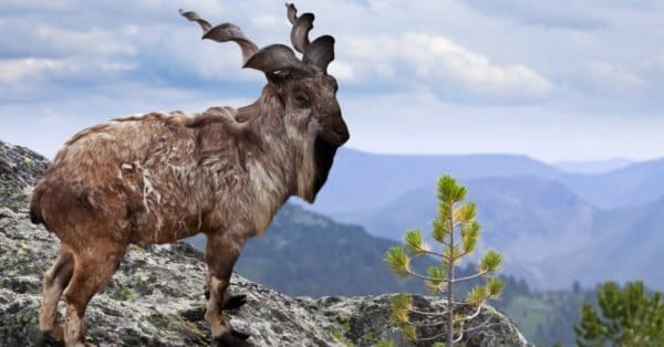 Markhor Animal Facts - Capra falconeri - A-Z Animals