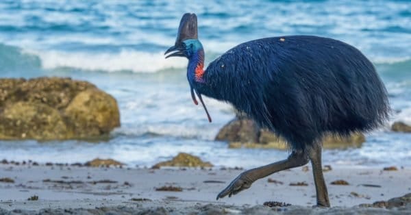 Cassowary Feet Guide: All About Their Feet and Claws - A-Z Animals