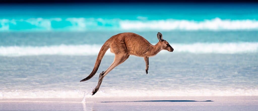 Wildlife in Australia - Types of Australian Animals - A-Z Animals
