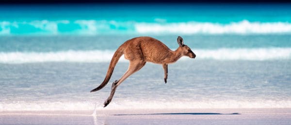 Wildlife in Australia - Types of Australian Animals - A-Z Animals