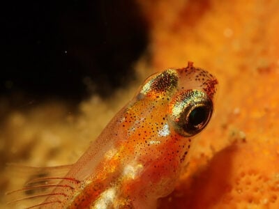 The Smallest Fish in the World Are Less Than One Inch Long! - A-Z Animals