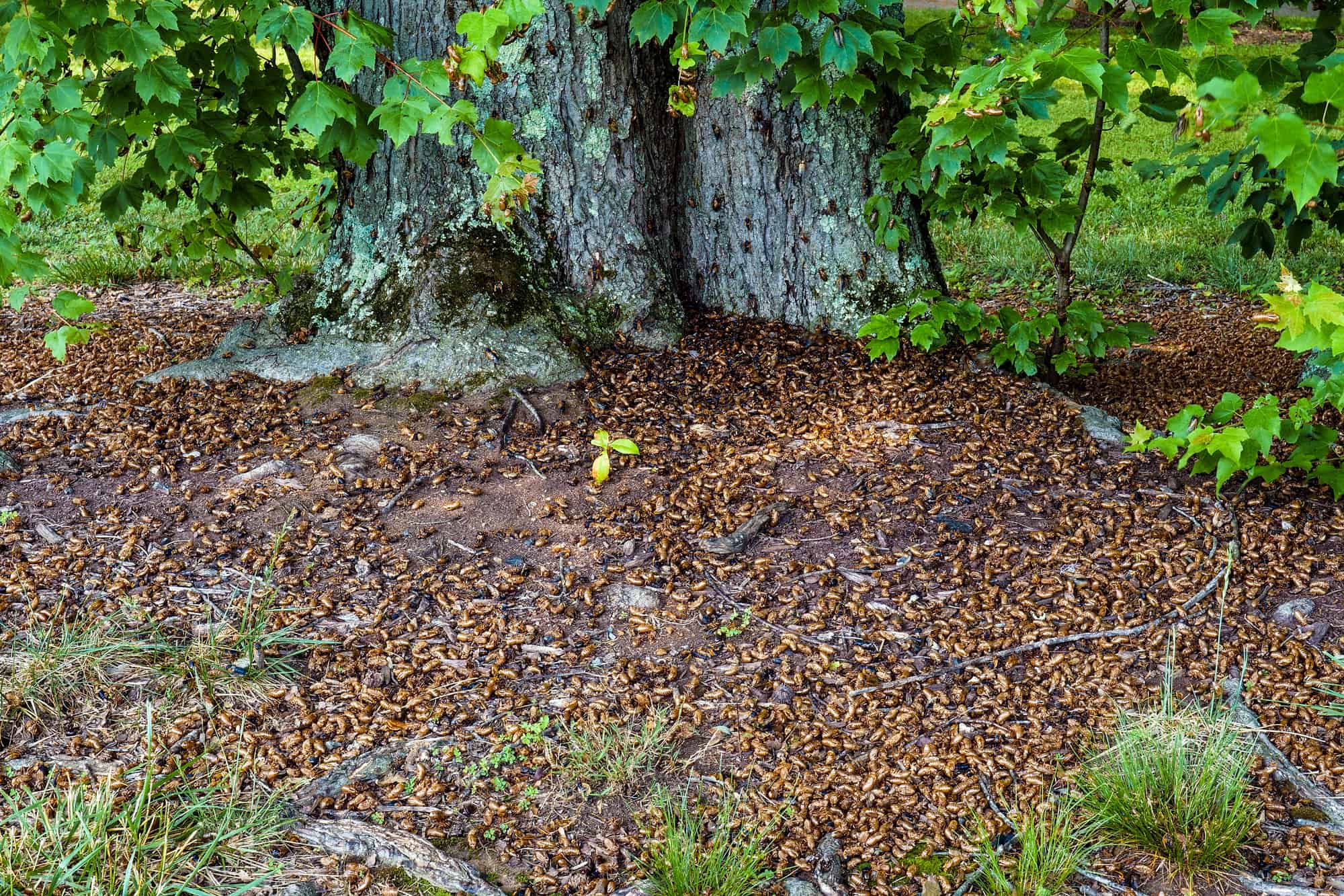 Here's What 1.5 Million Cicadas Looks Like - A-Z Animals
