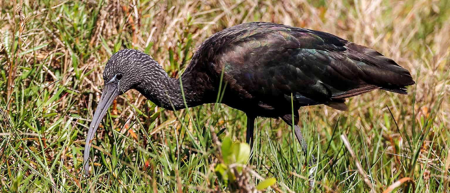 Glossy Ibis: Habitat, Diet, Rarity, Sounds, and More! - A-Z Animals