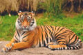 10 Animals with Stripes (Complete List With Pictures!) - A-Z Animals