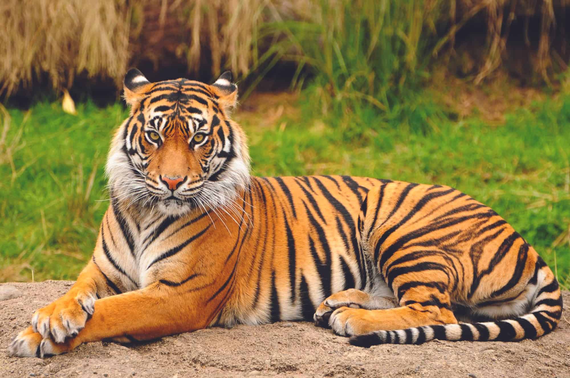 Bengal Tiger Animal Facts - Panthera Tigris Tigris - A-Z Animals