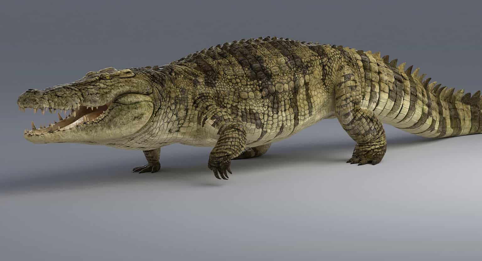 Discover How Fast Crocodiles Can Swim: Top Speeds and Interesting Facts ...