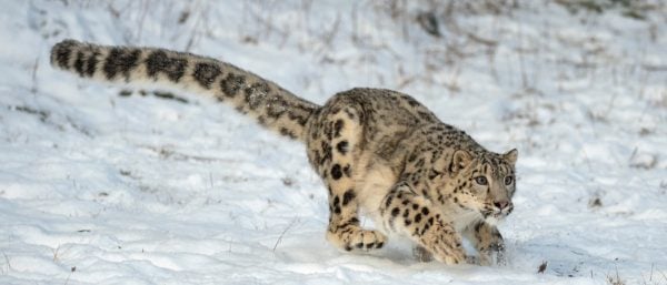 Wildlife in Afghanistan - Types of Afghan Animals - A-Z Animals