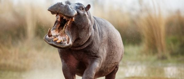 The 10 Most Adorable Farm Animals You'll See on the Internet Today - A ...