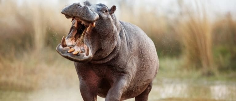 The 8 Most Aggressive Animals in the World and What Makes Them So ...