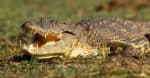Can Crocodiles Climb Trees? - A-Z Animals