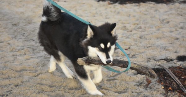Alusky Dog Breed Complete Guide - A-Z Animals