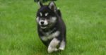 Alusky Dog Breed Complete Guide - A-Z Animals