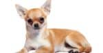 Apple Head Chihuahua Animal Facts - Canis lupus familiaris - A-Z Animals