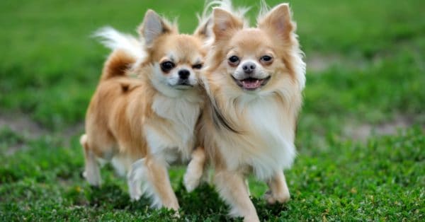 Apple Head Chihuahua Animal Facts - Canis lupus familiaris - A-Z Animals