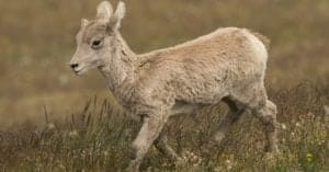 What Do Sheep Eat? 15 Foods in Sheep’s Diet - A-Z Animals