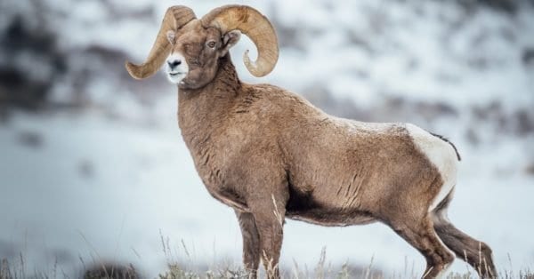 Bighorn Sheep Animal Facts - Ovis canadensis - A-Z Animals