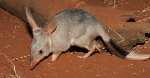 Bilby Animal Facts - Macrotis lagotis - A-Z Animals