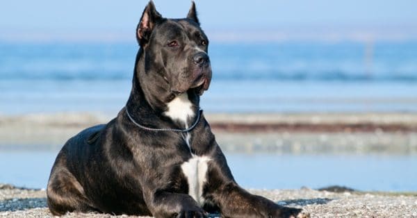 Cane Corso Animal Facts - Canis lupus familiaris - A-Z Animals