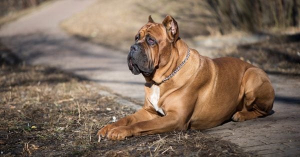 Cane Corso Animal Pictures | A-Z Animals