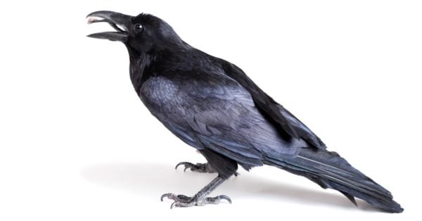 Do Crows Mate for Life? 7 Amazing Facts About These Loyal Birds - A-Z ...