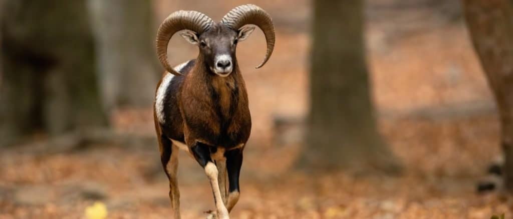 Wildlife in Cyprus - Types of Cypriot Animals - A-Z Animals