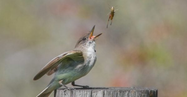 Eastern Phoebe Bird Facts - Sayornis phoebe - A-Z Animals