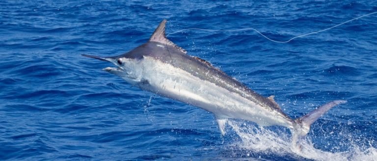 The Top 10 Fastest Sea Animals - A-Z Animals