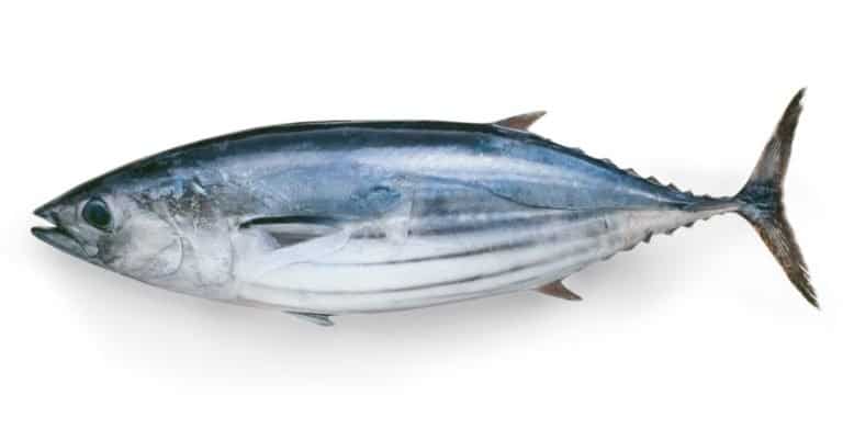 Skipjack Tuna Fish Facts - Katsuwonus pelamis - A-Z Animals