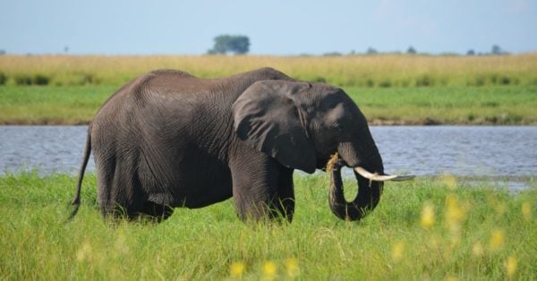 Size, Tusks, and Ears: How African and Asian Elephants Differ - A-Z Animals