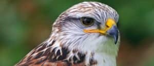 Hawk Wingspan & Size: How Big Are They? - A-Z Animals