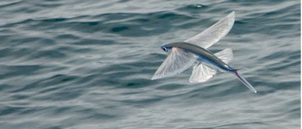 Flying Fish Animal Pictures | A-Z Animals