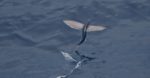 Flying Fish Animal Facts - Exocoetidae - A-Z Animals