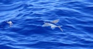 Flying Fish Facts - A-Z Animals